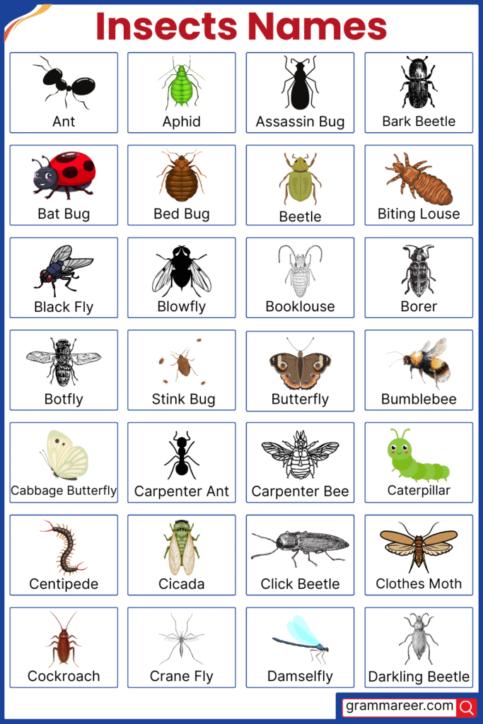 100 Types of Insects Names with Their Pictures: Full List - Grammareer