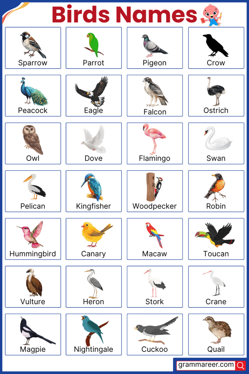 80 Birds Names in English with Pictures - List of Birds Vocabulary