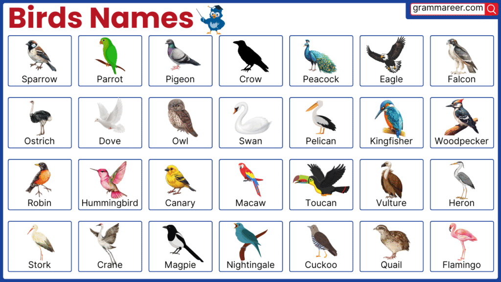 80 Birds Names in English with Pictures - List of Birds Vocabulary