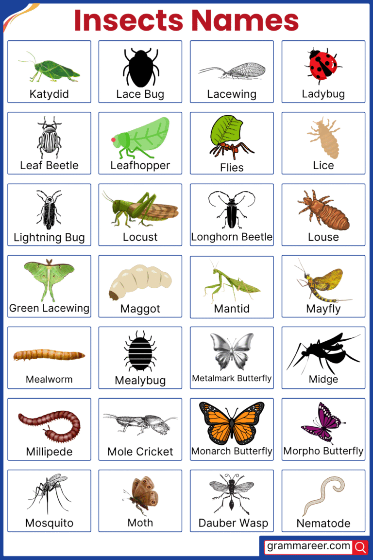 100 Types of Insects Names with Their Pictures: Full List - Grammareer
