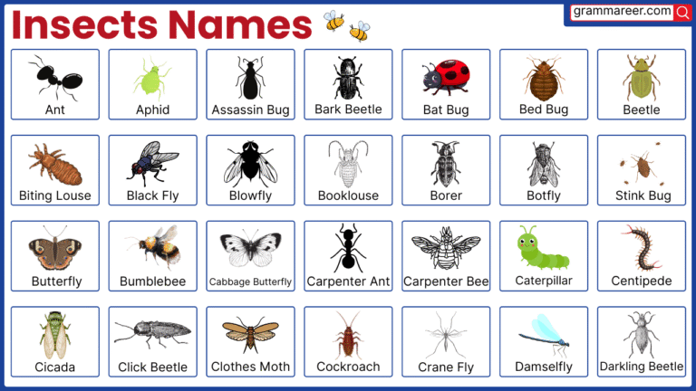 100 Types of Insects Names with Their Pictures: Full List - Grammareer