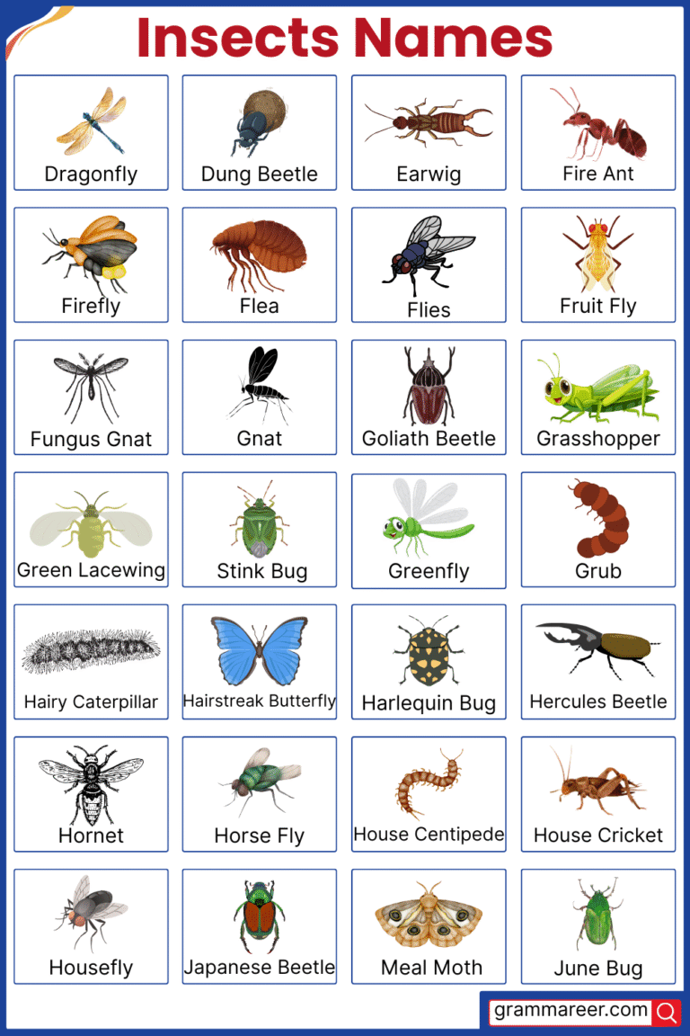 100 Types of Insects Names with Their Pictures: Full List - Grammareer