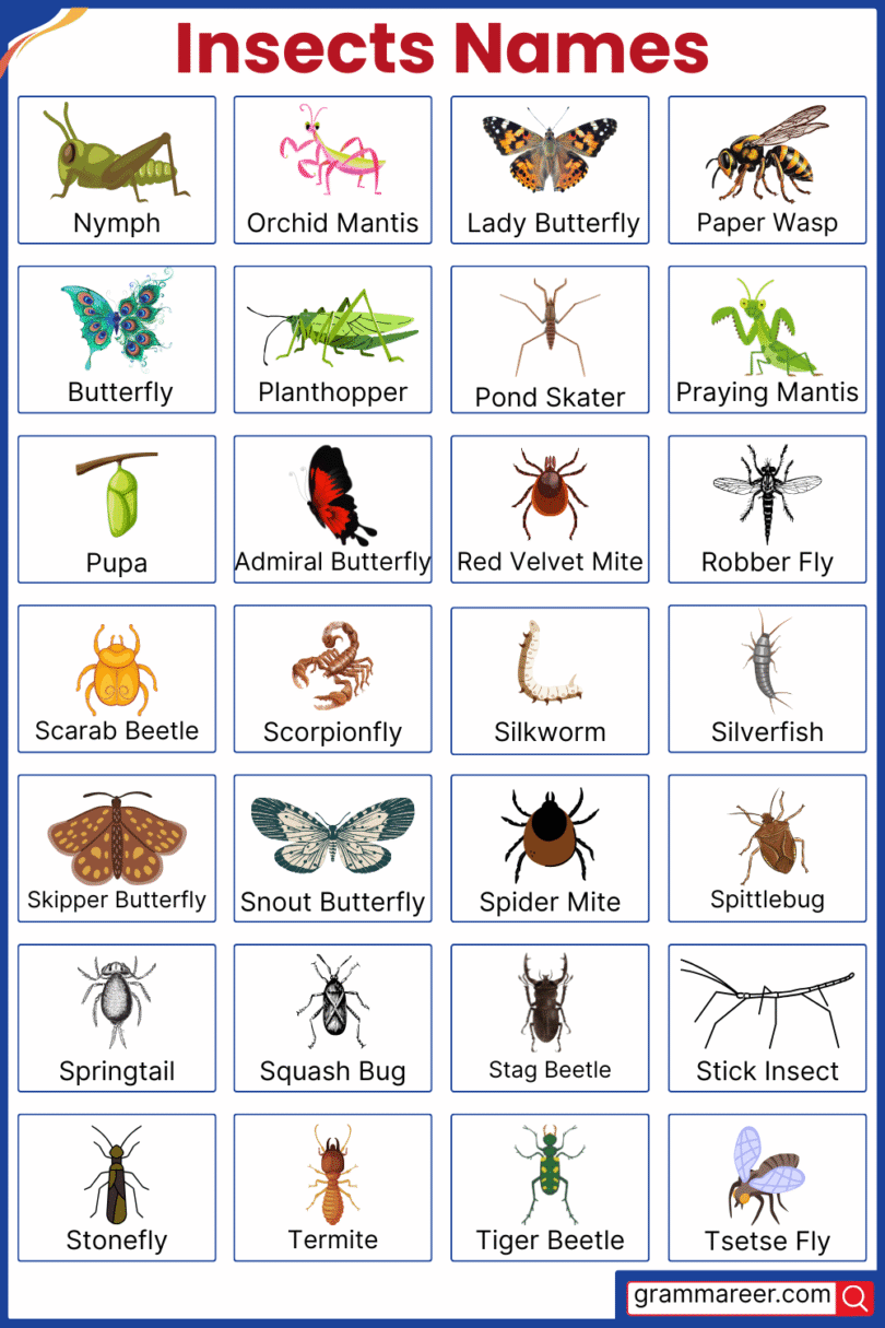 100 Types of Insects Names with Their Pictures: Full List - Grammareer