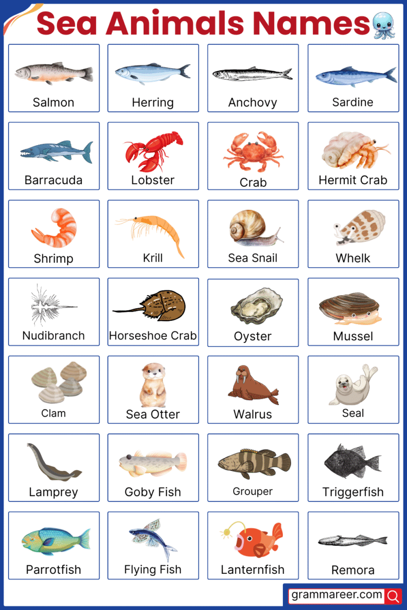 100 Sea Animals Names in English with Pictures - Grammareer