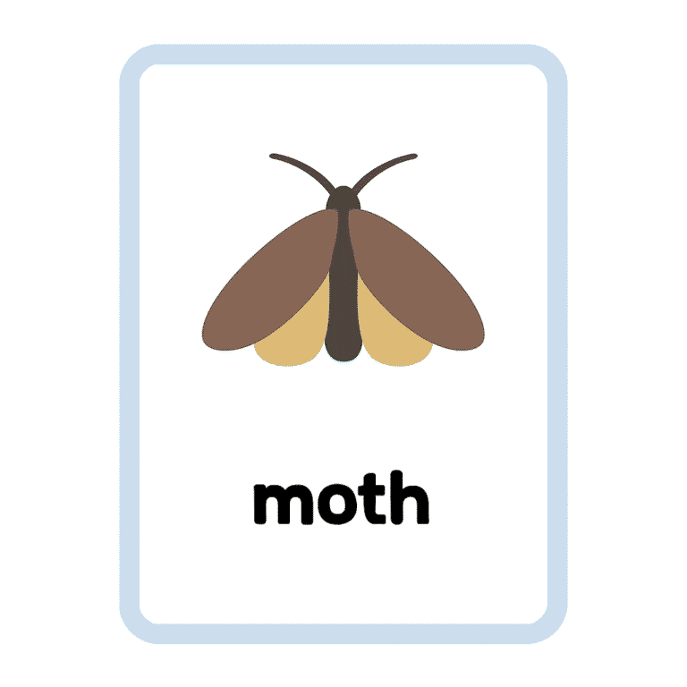 100 Types of Insects Names with Their Pictures: Full List - Grammareer