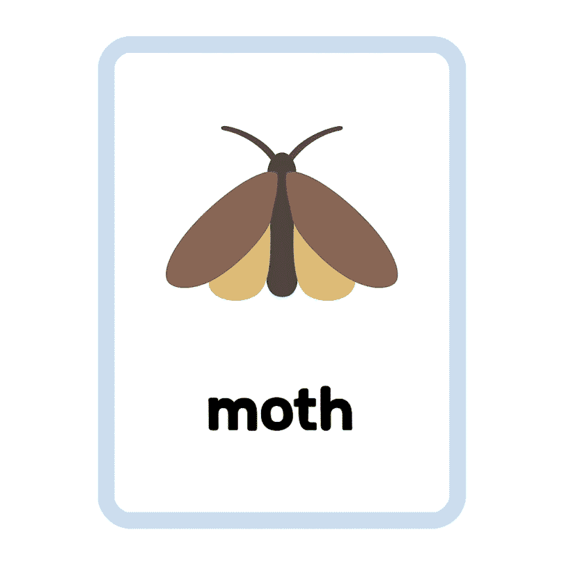 100 Types of Insects Names with Their Pictures: Full List - Grammareer