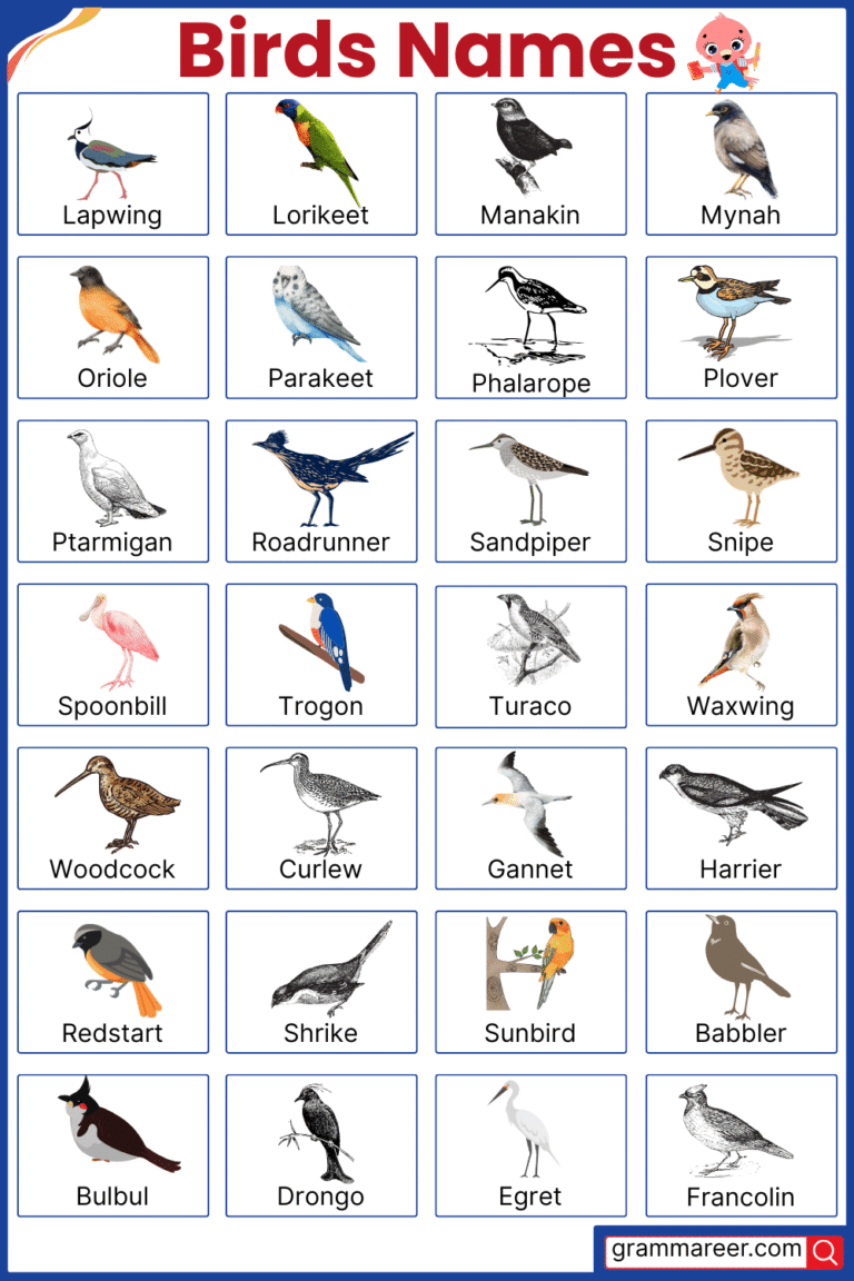 80 Birds Names in English with Pictures - List of Birds Vocabulary