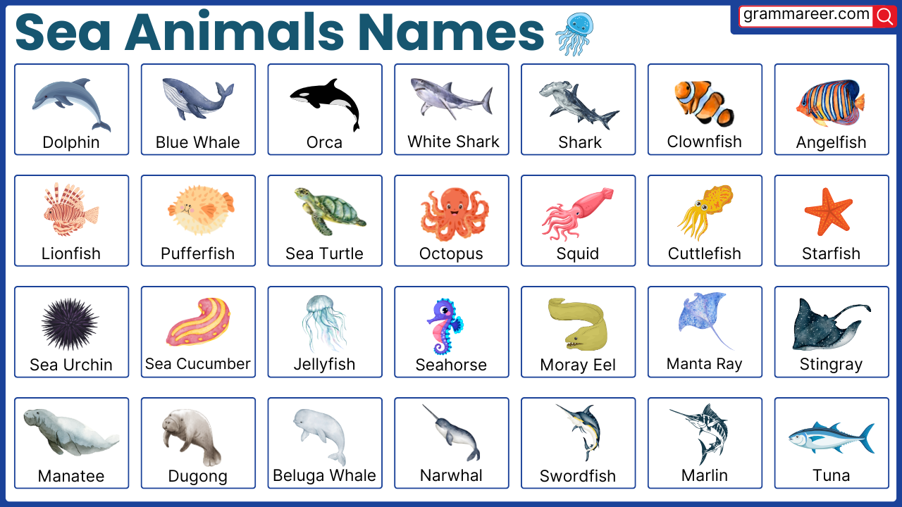 100 Sea Animals Names in English with Pictures - Grammareer