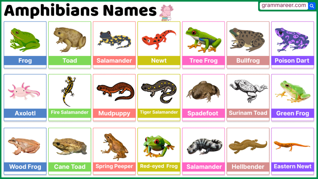 100 Amphibians Names: Type and Habitat in English with Pictures ...