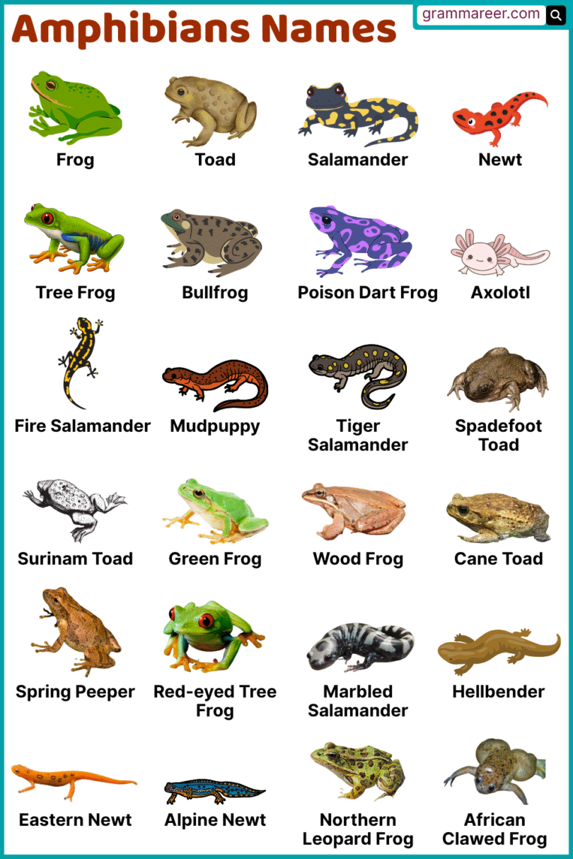 100 Amphibians Names: Type and Habitat in English with Pictures - Grammareer
