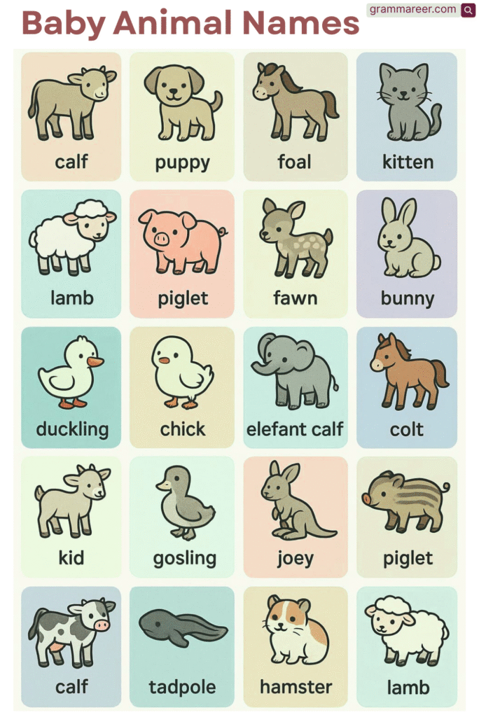 80+ Baby Animal Names - List and their Pictures in English - Grammareer