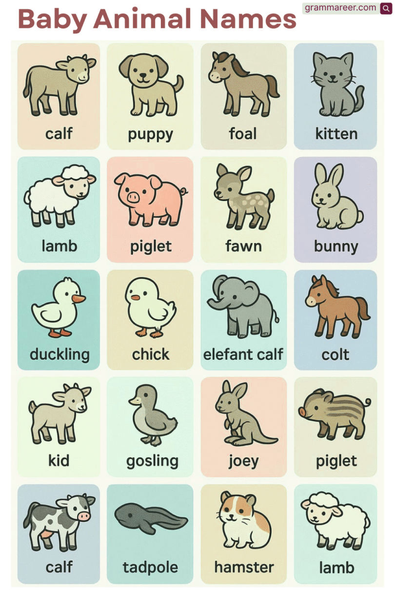 80+ Baby Animal Names - List and their Pictures in English - Grammareer