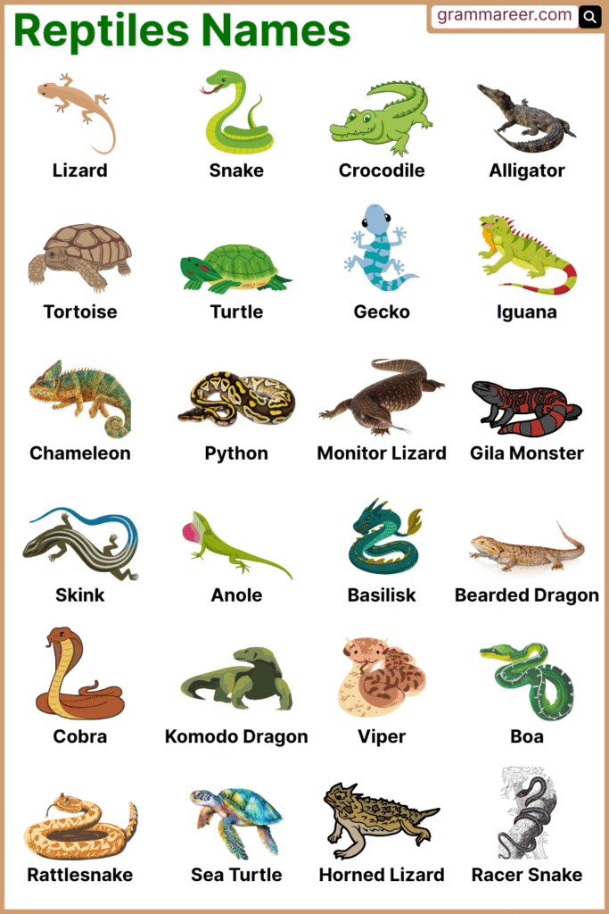 100 Reptiles Names by Type and Habitat in English with Pictures - Grammareer