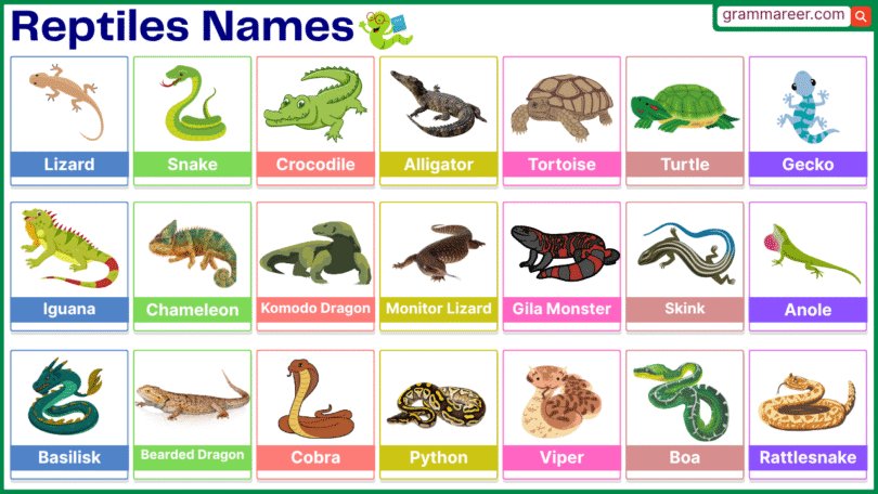 100 Reptiles Names by Type and Habitat in English with Pictures - Grammareer