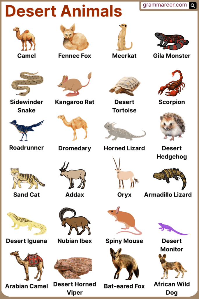 Desert Animals Names with their Pictures - Grammareer