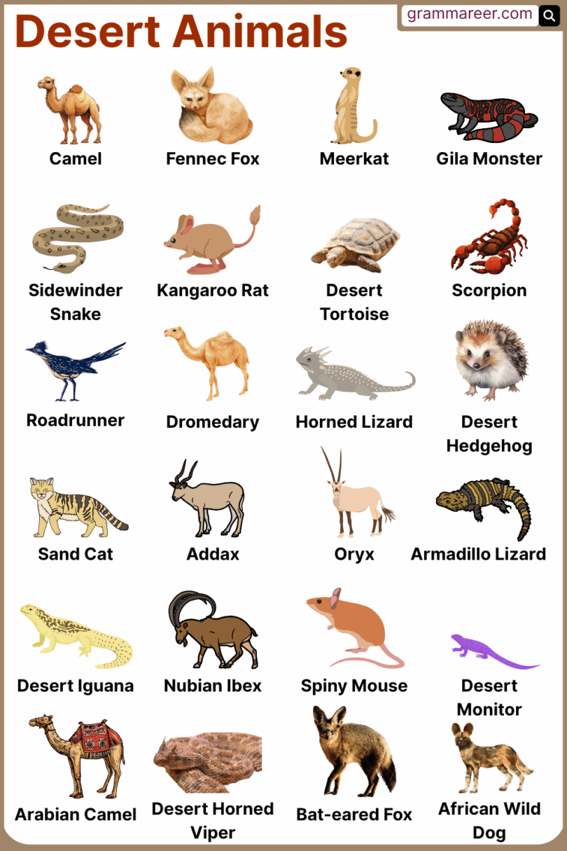 Desert Animals Names with their Pictures - Grammareer