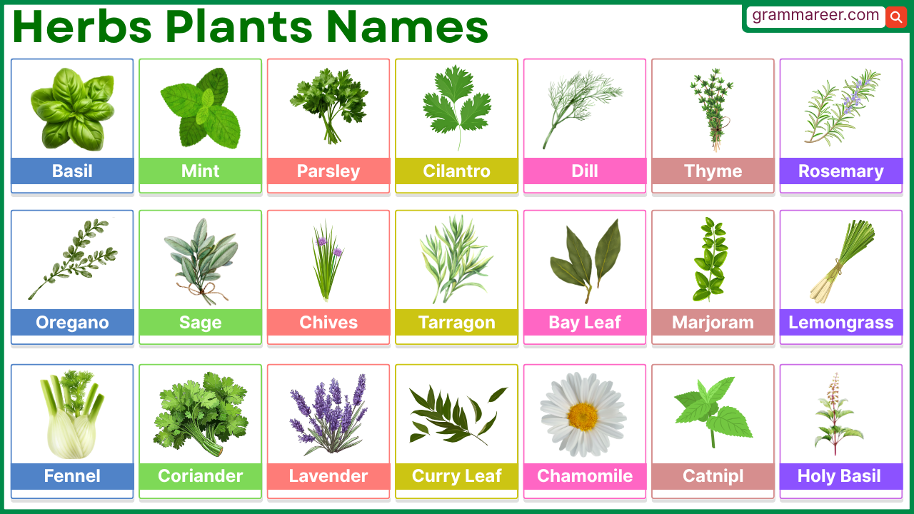 50 Names of Herbs Plants in English with Pictures and List - Grammareer