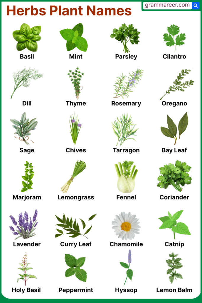 50 Names of Herbs Plants in English with Pictures and List - Grammareer