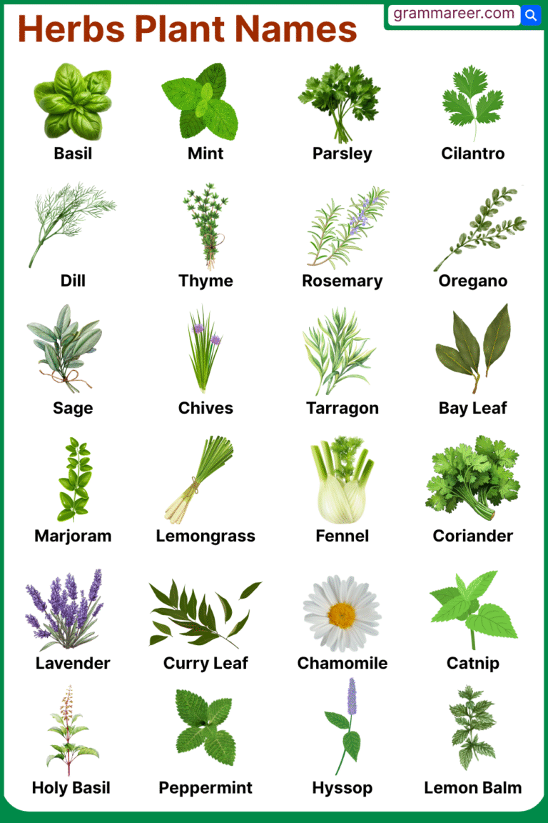 50 Names of Herbs Plants in English with Pictures and List - Grammareer