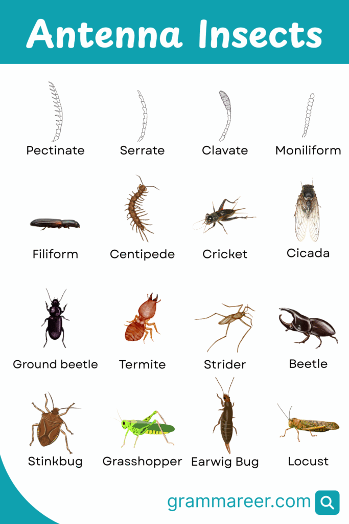 Types of Insect Antennae with Names, Pictures and Functions - Grammareer