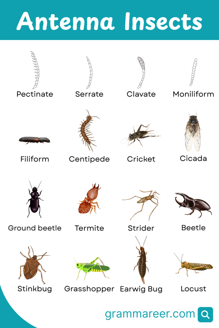 Types of Insect Antennae with Names, Pictures and Functions - Grammareer