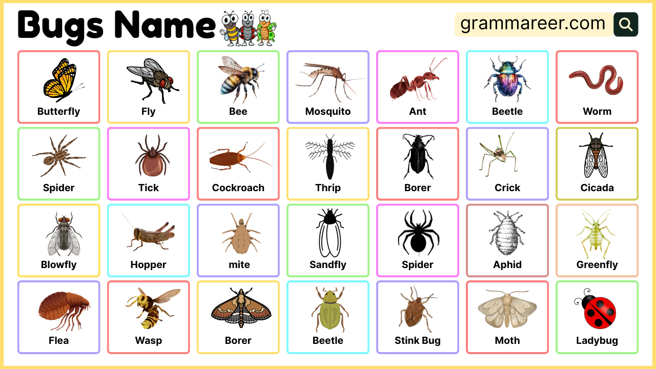 Types of Bugs and their Names in English: Full List with Pictures ...