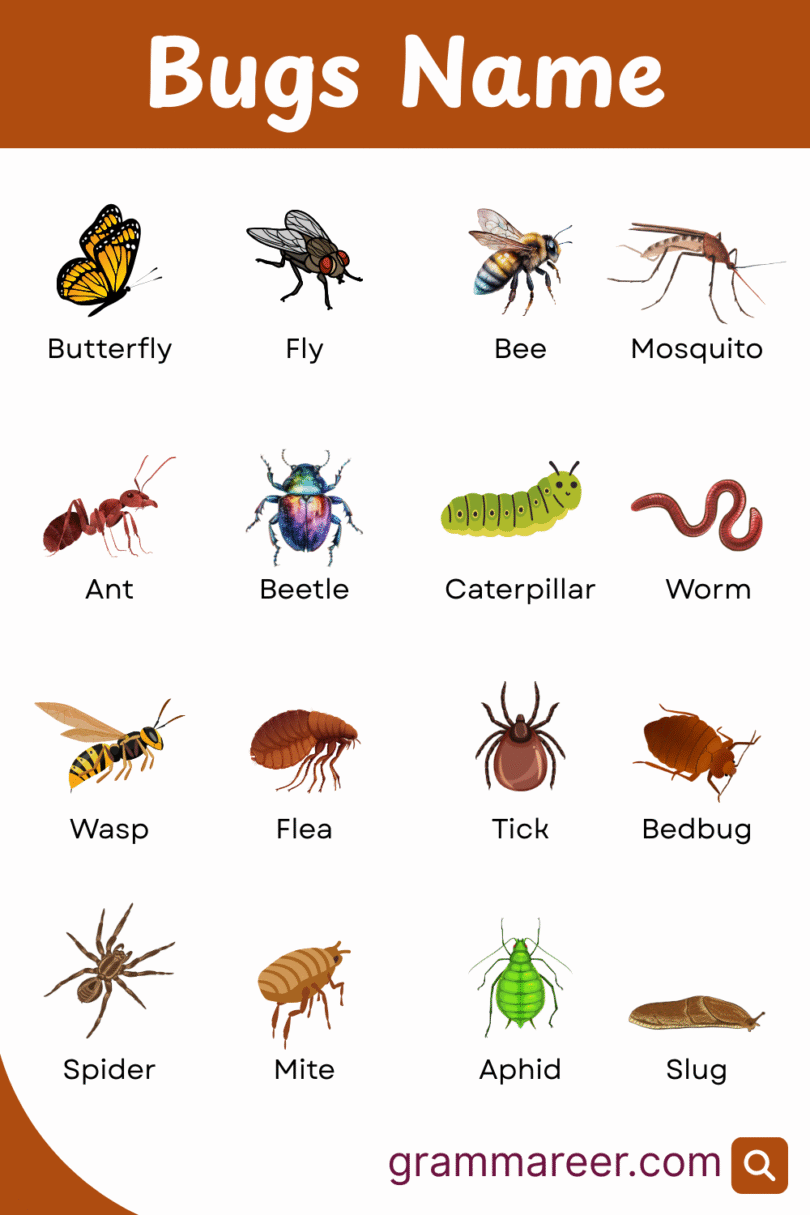 Types of Bugs and their Names in English: Full List with Pictures ...