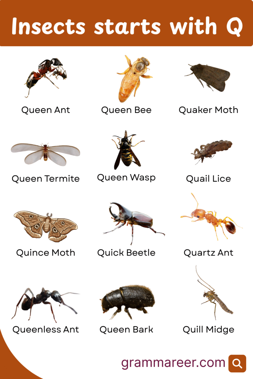 Insects Beginning with Q with Pictures: Complete List - Grammareer