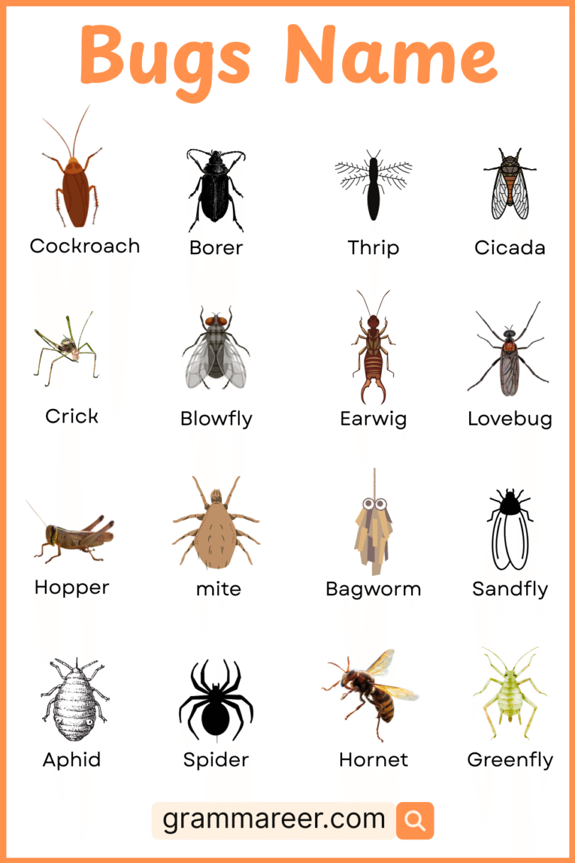 Types of Bugs and their Names in English: Full List with Pictures ...