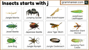 20 Insects that Start with J in English with Pictures - Grammareer