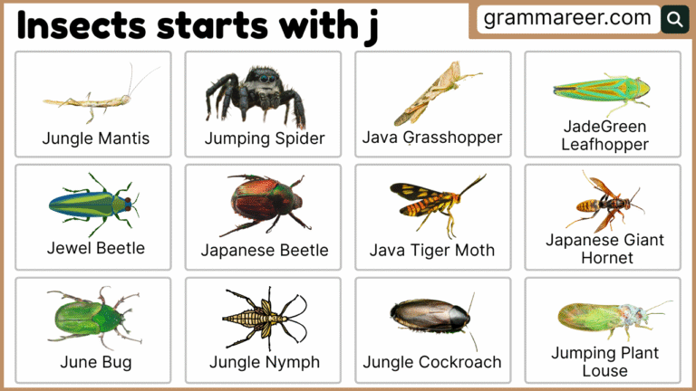 20 Insects that Start with J in English with Pictures - Grammareer
