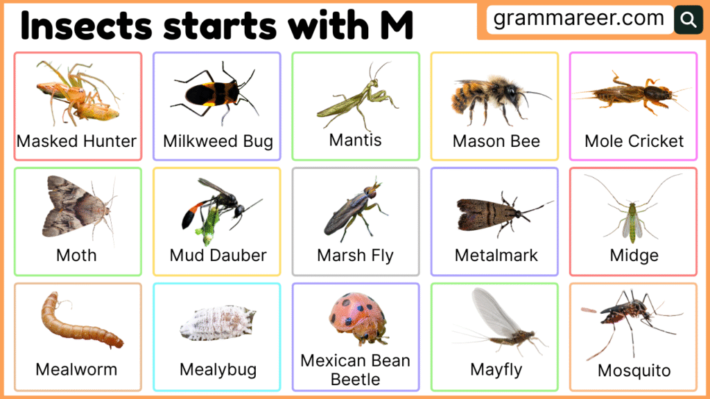 16 Insects that Start with M and their Pictures - Grammareer