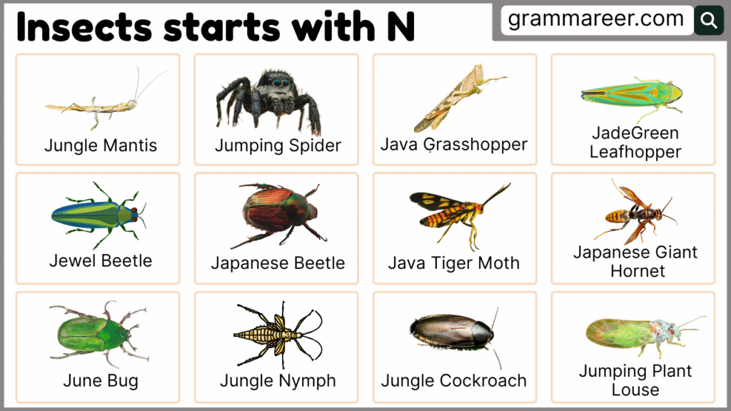 Insects that Start with N with their Pictures: Full List - Grammareer