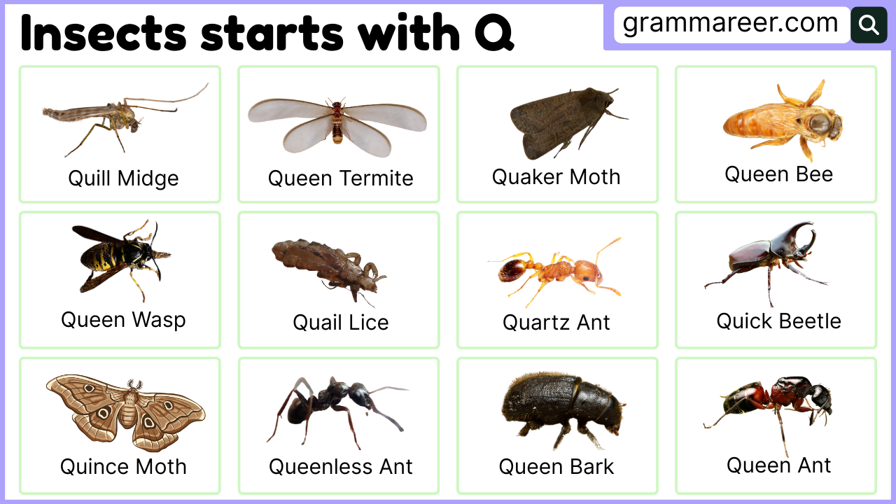 Insects Beginning with Q with Pictures: Complete List - Grammareer