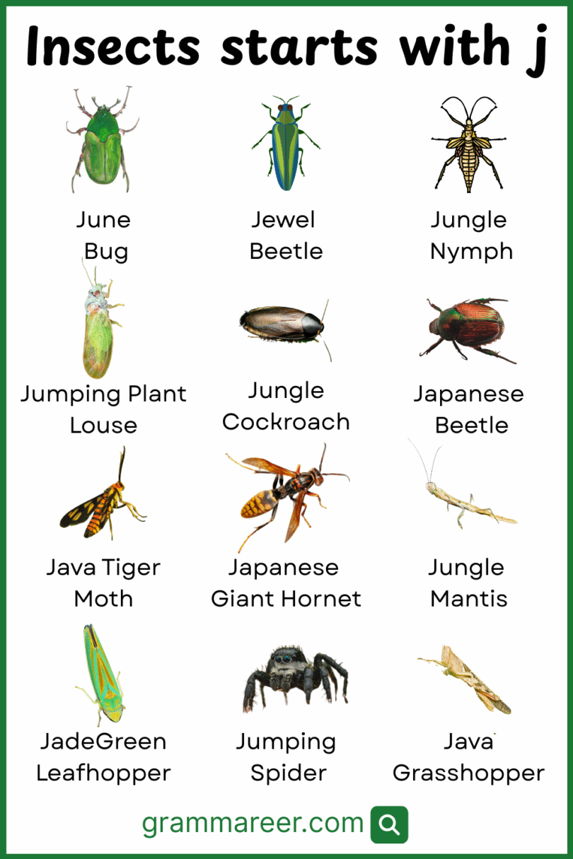 20 Insects that Start with J in English with Pictures - Grammareer