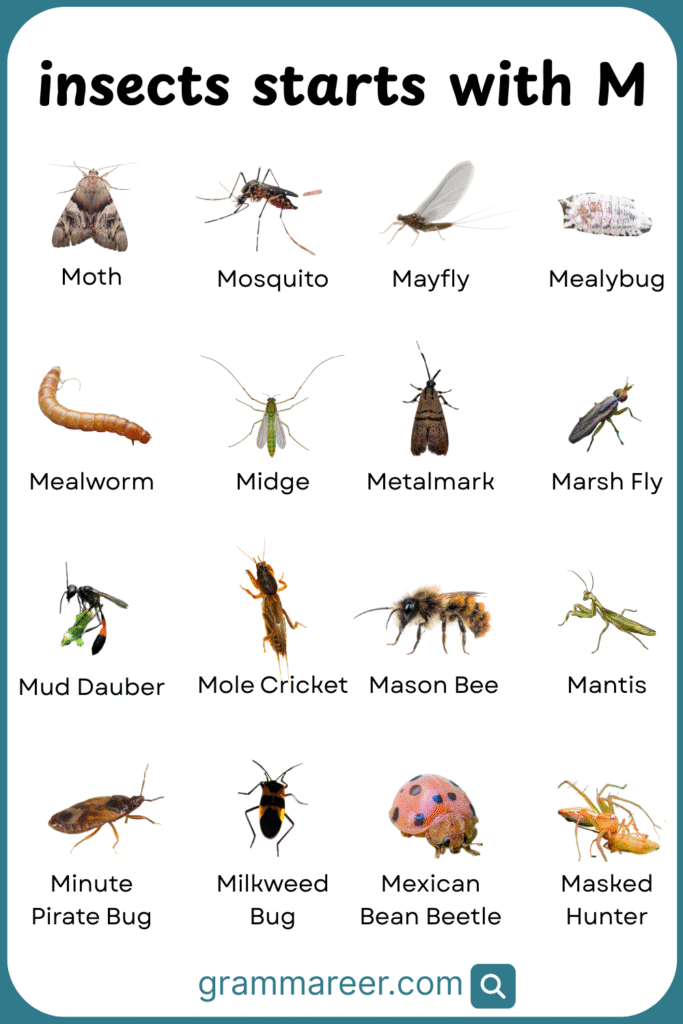 16 Insects that Start with M and their Pictures - Grammareer