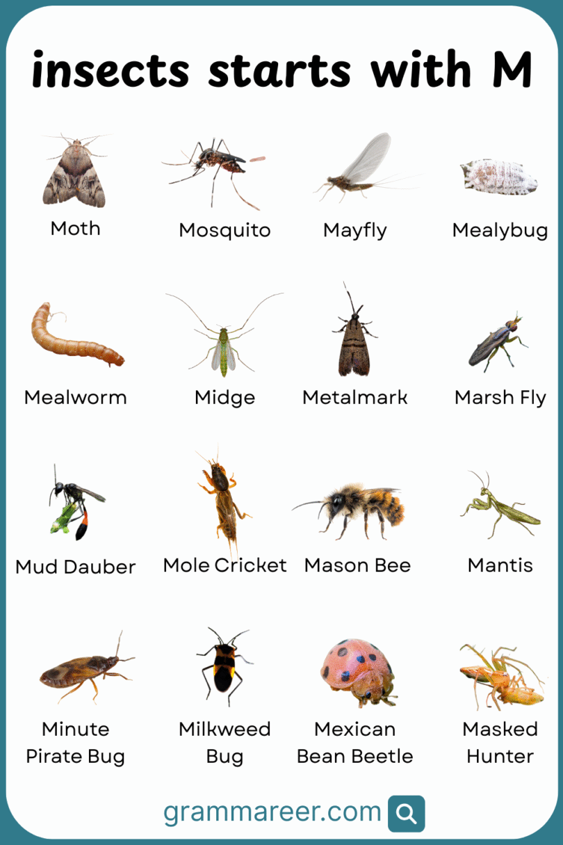 16 Insects that Start with M and their Pictures - Grammareer