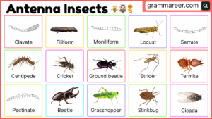 Types of Insect Antennae with Names, Pictures and Functions - Grammareer