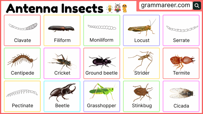 Types of Insect Antennae with Names, Pictures and Functions - Grammareer