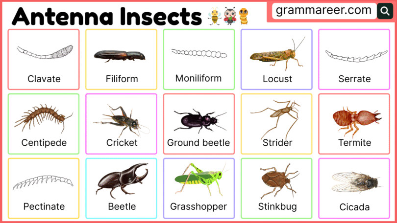 Types of Insect Antennae with Names, Pictures and Functions - Grammareer