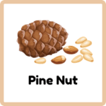 99 Nuts Names full List in English included Pictures - Grammareer