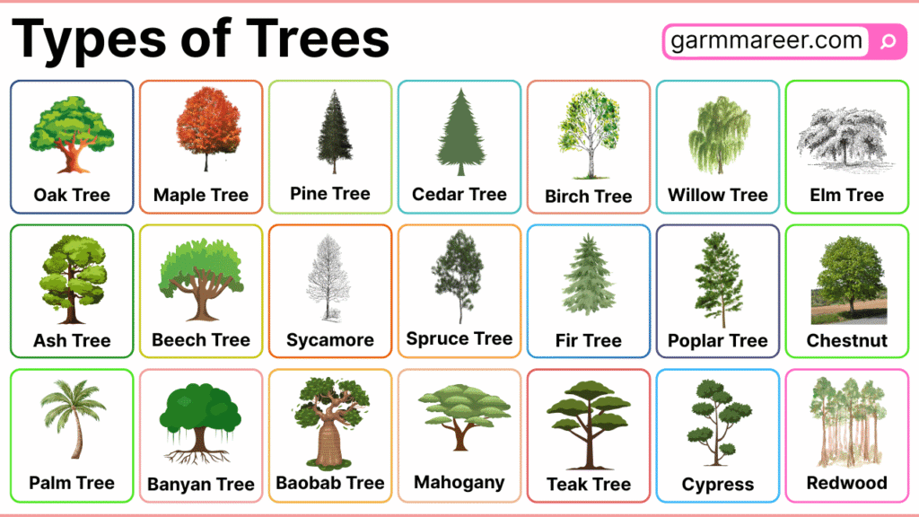 Different Types of Trees with Names: Identify Fast - Grammareer