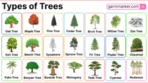 Different Types of Trees with Names: Identify Fast - Grammareer