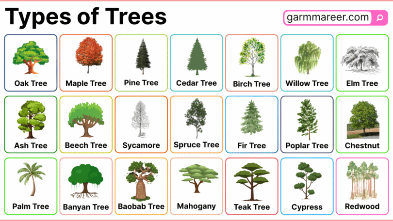Different Types of Trees with Names: Identify Fast - Grammareer