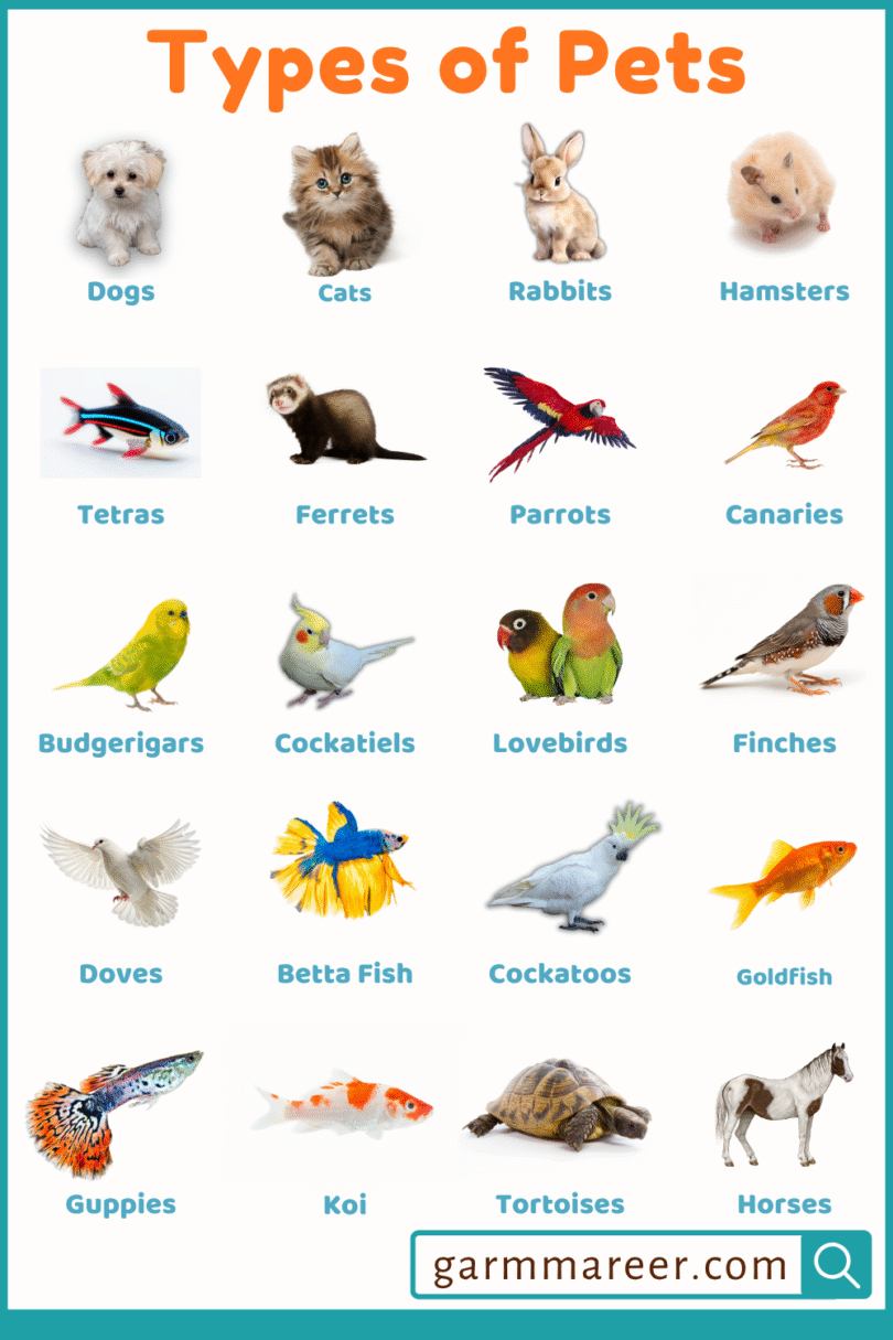 Types of Pets Names | 100+ Pet List with Pictures - Grammareer