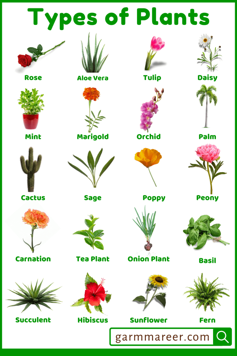 50+ Types of Plants Names and their Pictures - Grammareer